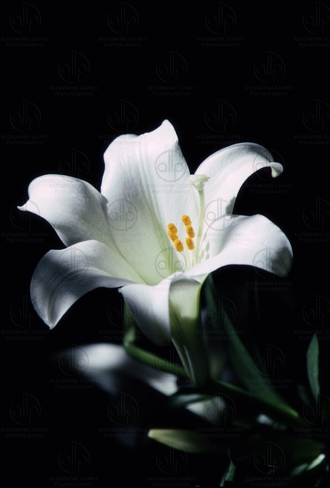 Digital Photograph of an Easter Lilly - Etsy