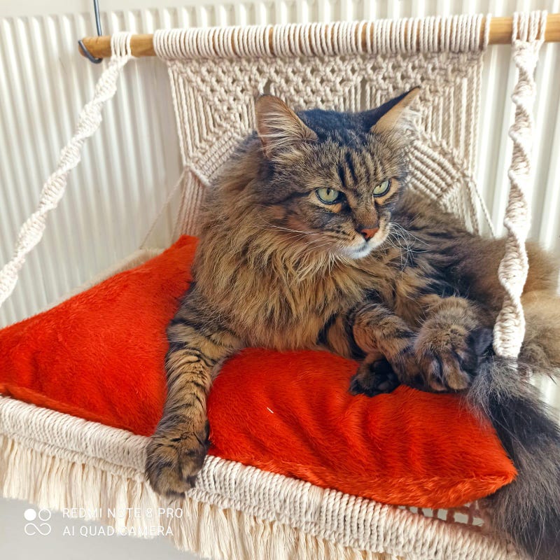 Macrame Cat Bed - Etsy