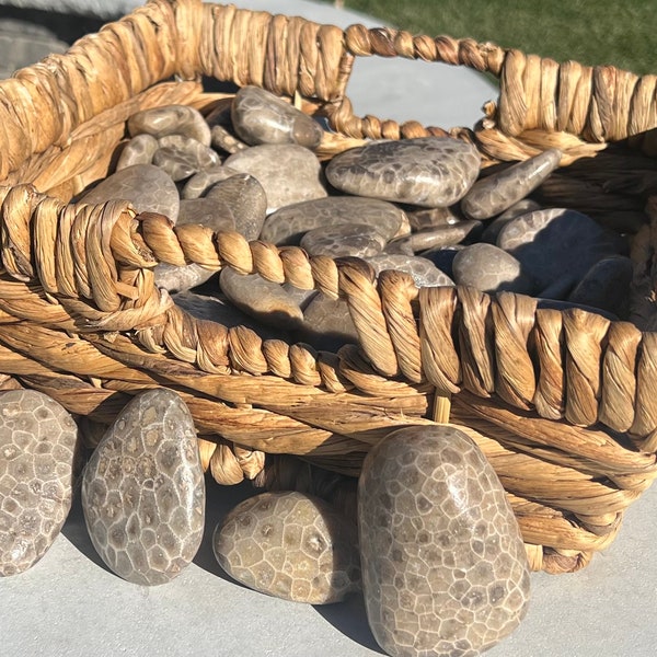 Petoskey Stone - Etsy