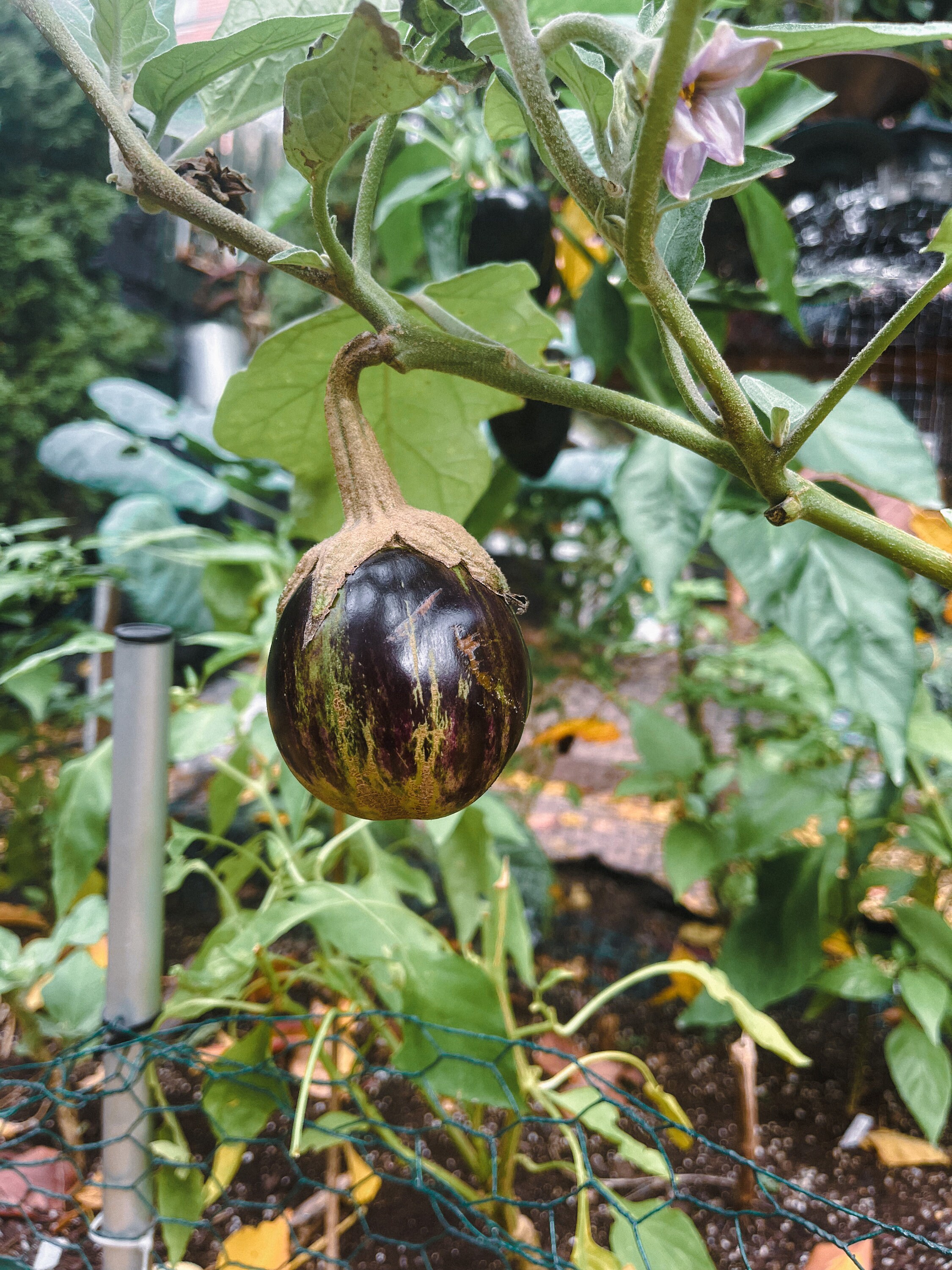 Bunnydew Small Batch Organic Rabbit Fertilizer Home Garden and ...