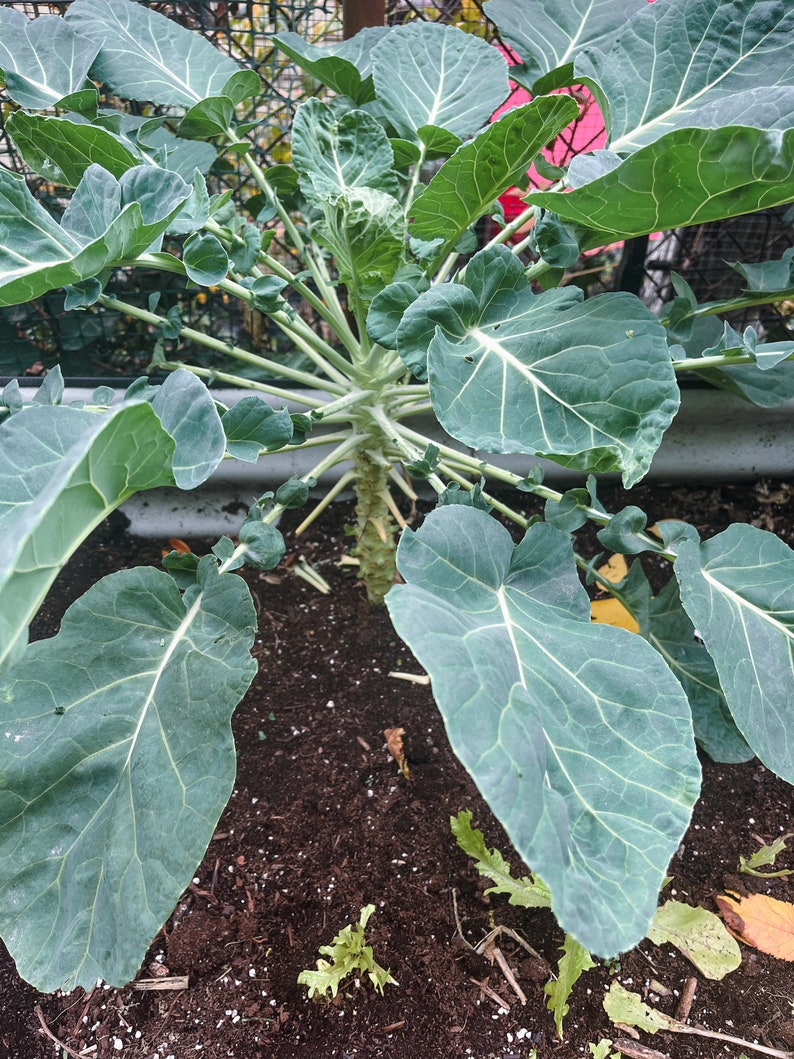 Bunnydew Small Batch Organic Rabbit Fertilizer Home Garden and ...