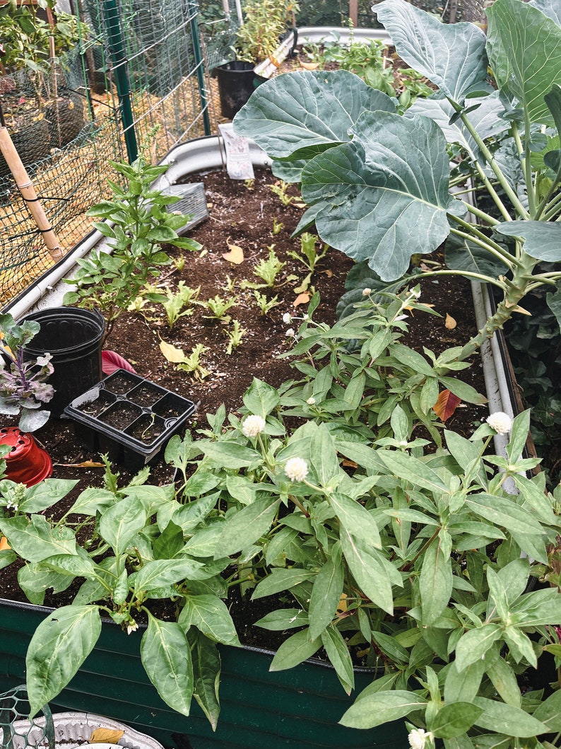 Bunnydew Small Batch Organic Rabbit Fertilizer Home Garden and ...