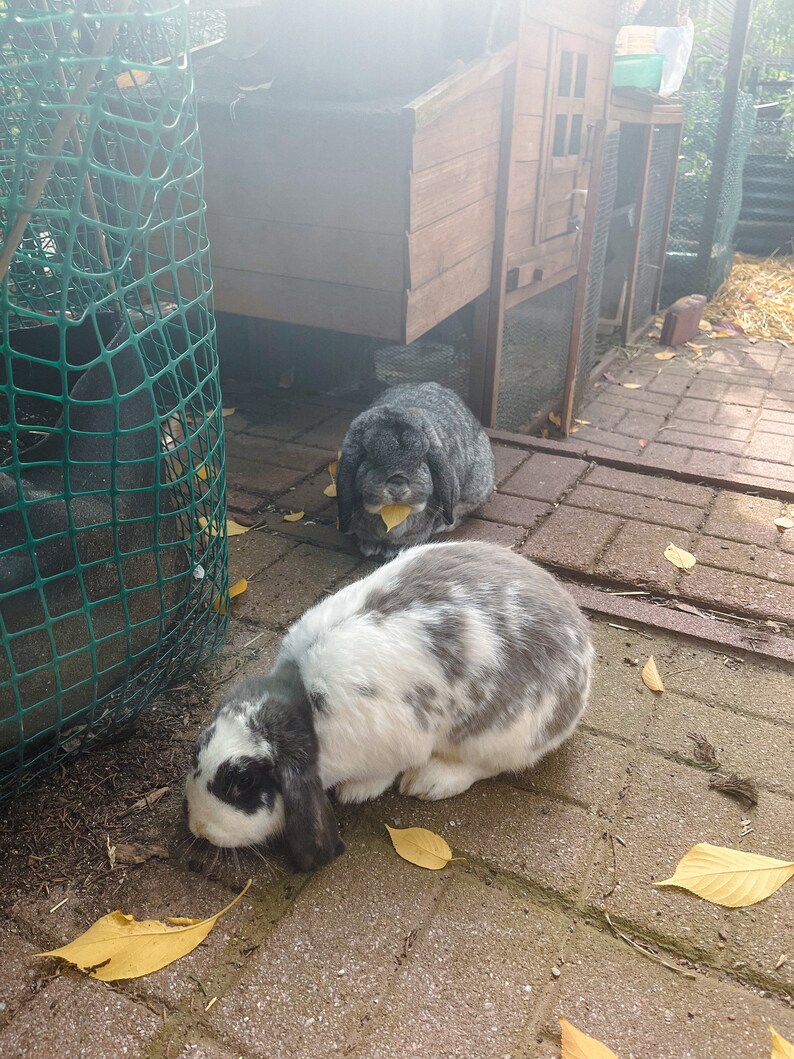 Bunnydew Small Batch Organic Rabbit Fertilizer Home Garden and ...