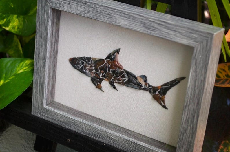 Great White Shark Tooth Shadow Box - Etsy