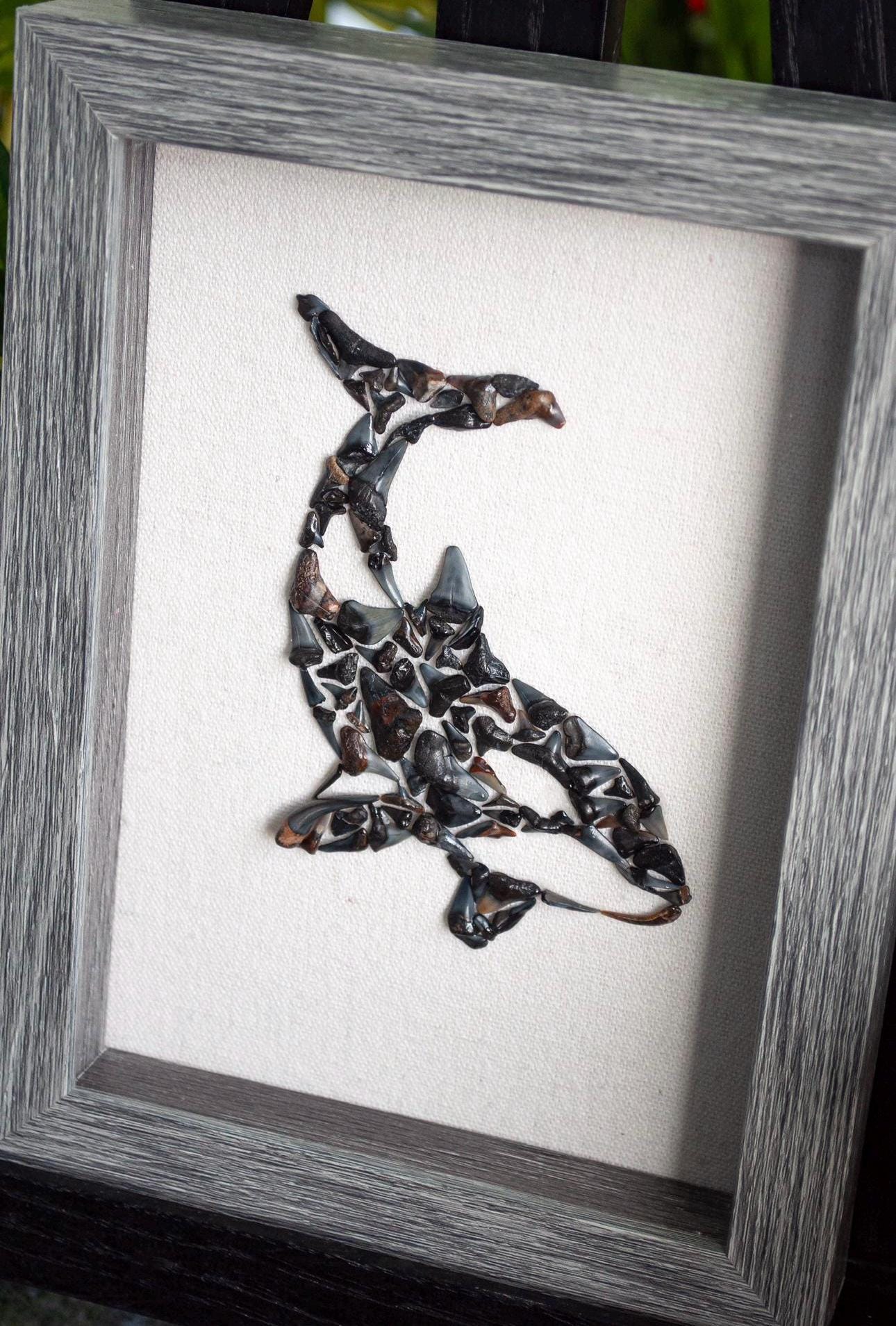 Orca Shark Tooth Shadow Box - Etsy