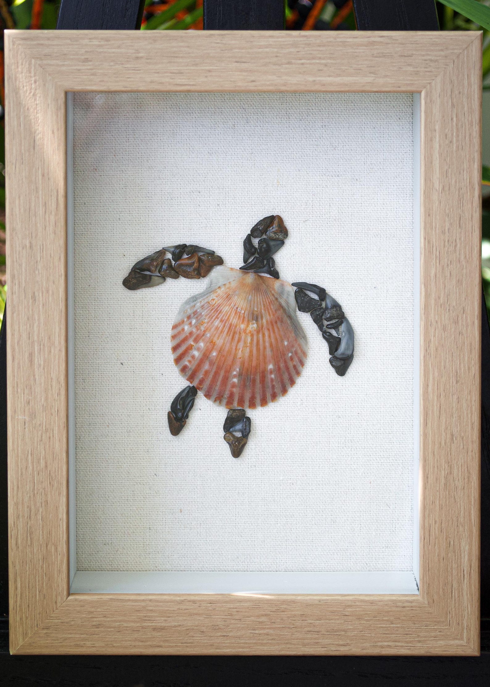 Turtle Shark Tooth Shadow Box - Etsy