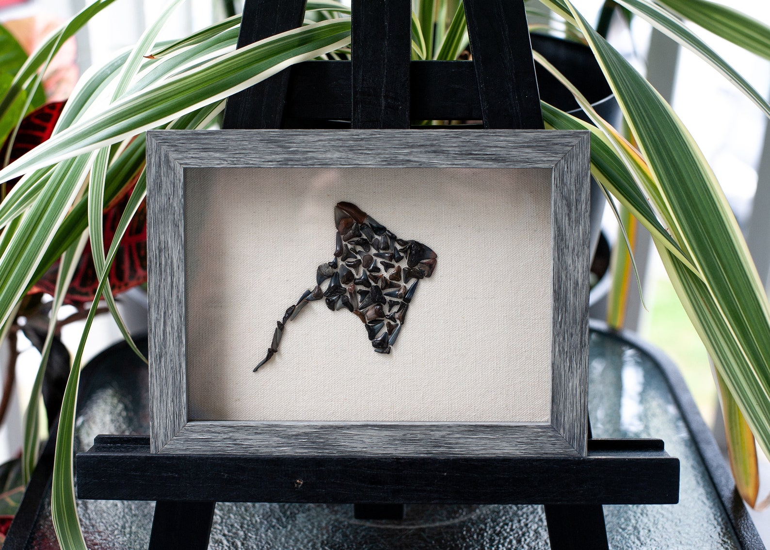 Stingray Shadow Box Made With Shark Teeth Wall Art - Etsy