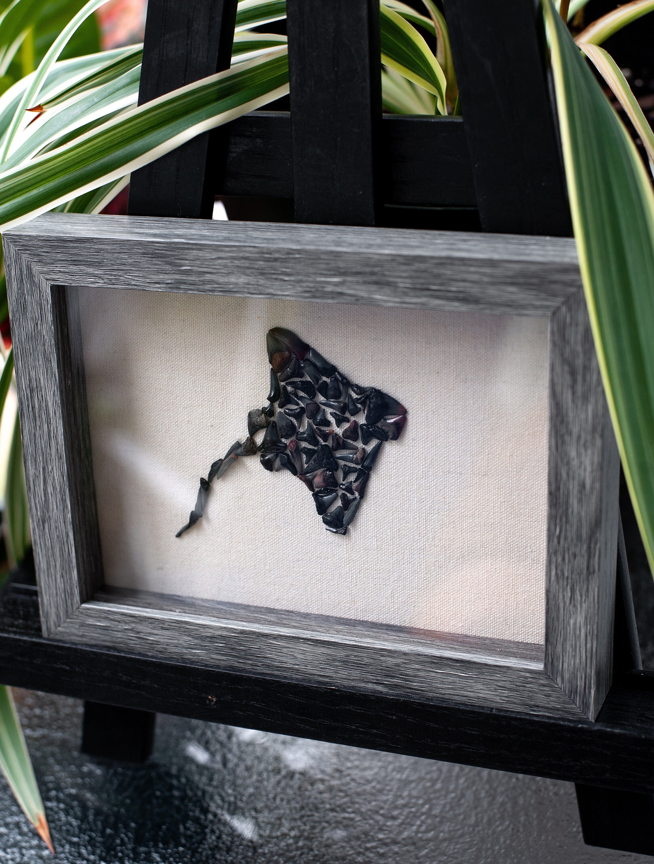 Stingray Shark Tooth Shadow Box - Wall Art - Etsy