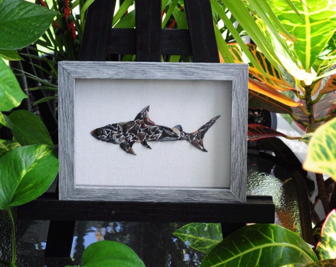 Great White Shark Tooth Shadow Box - Etsy