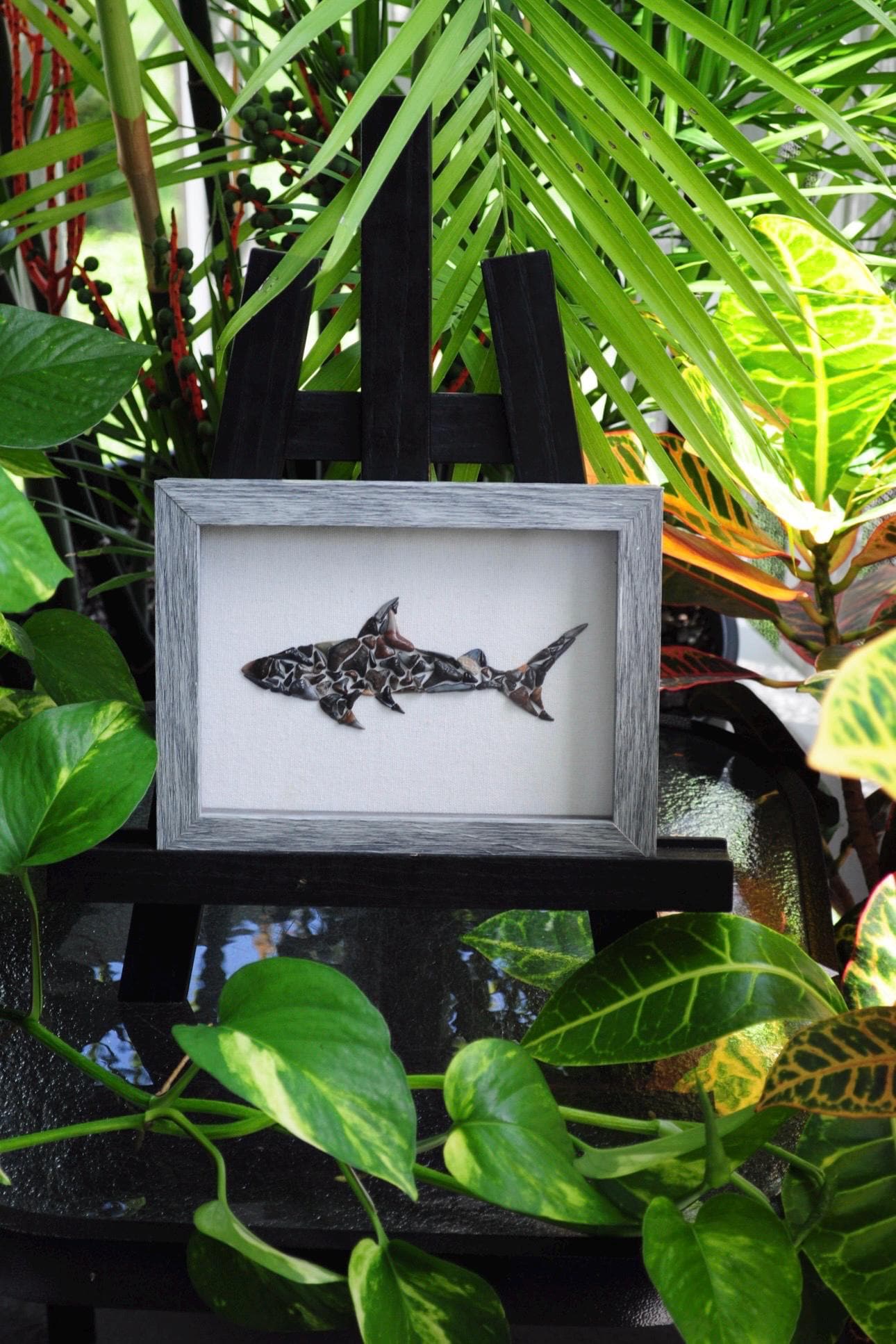 Great White Shark Tooth Shadow Box - Etsy