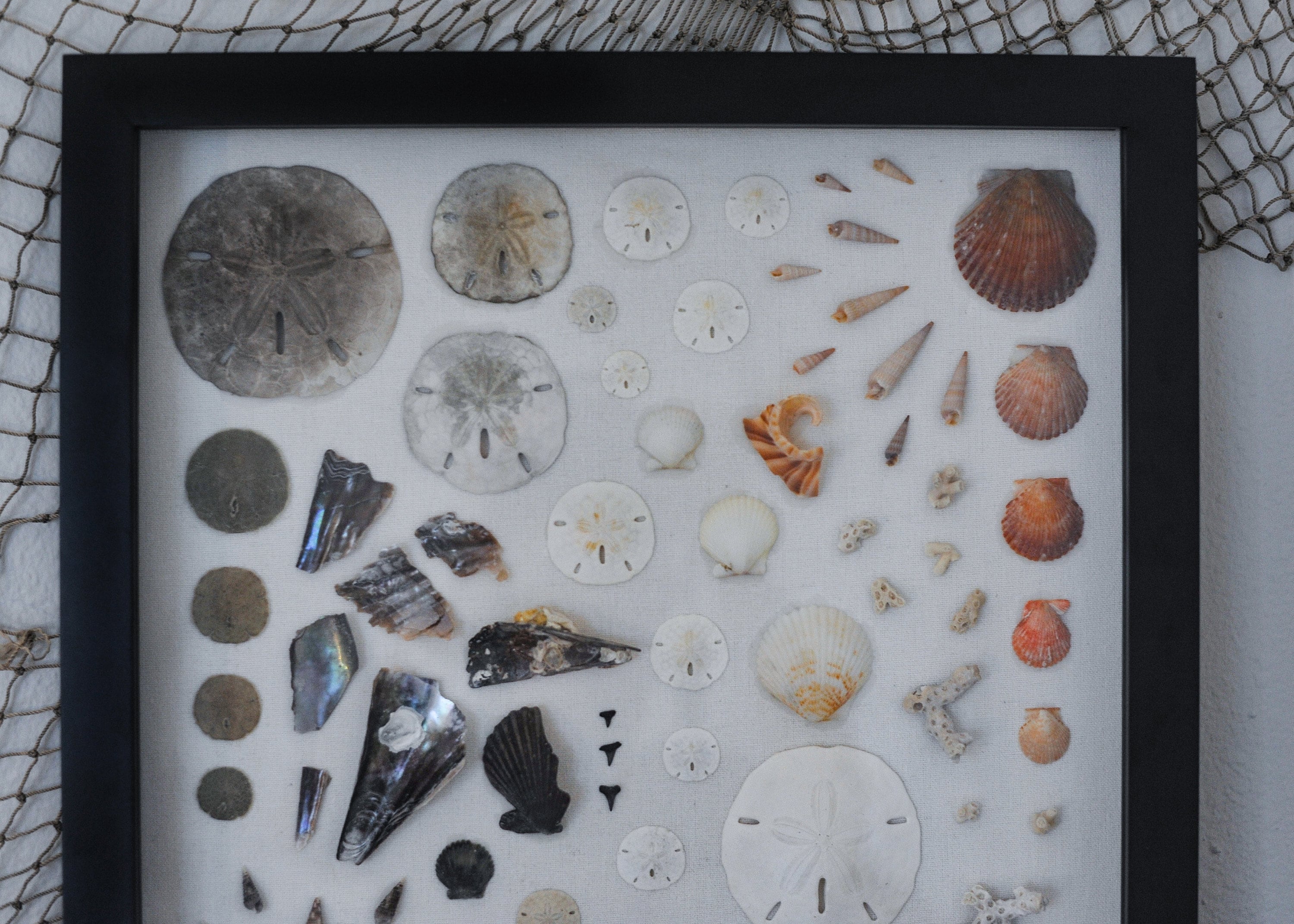 Shell Shadow Box - Wall Art - Etsy