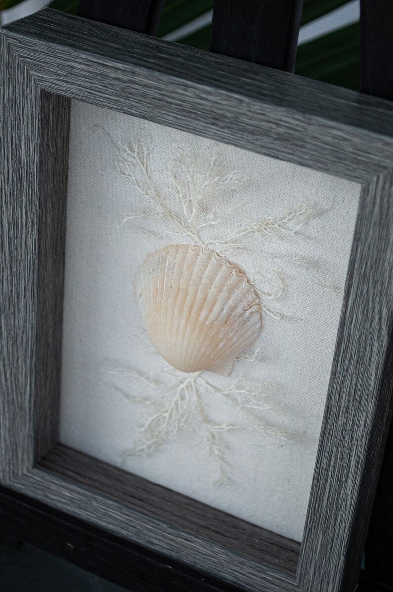 Shell Shadow Box - Wall Art - Etsy