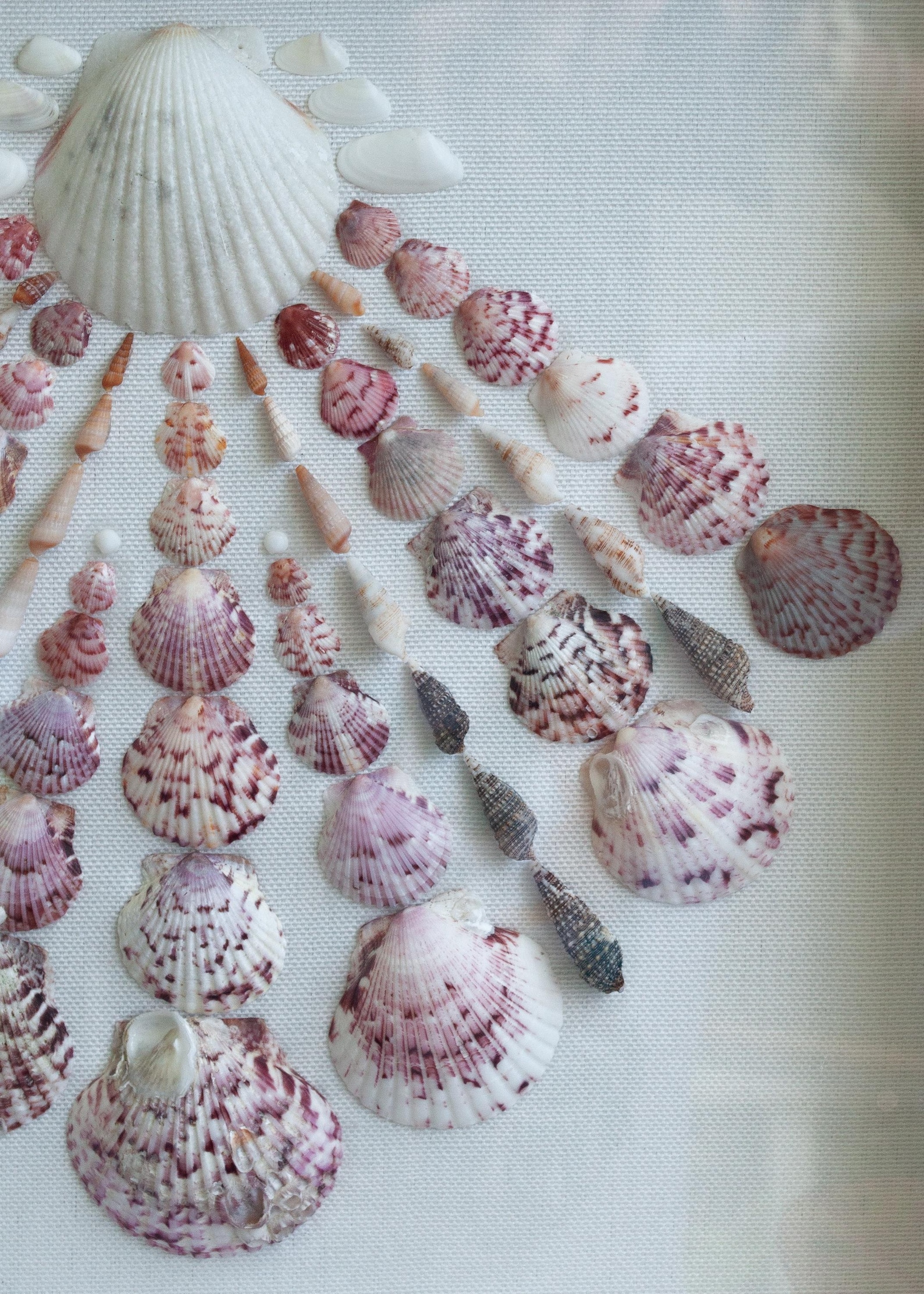 Shell Shadow Box - Wall Art - Etsy