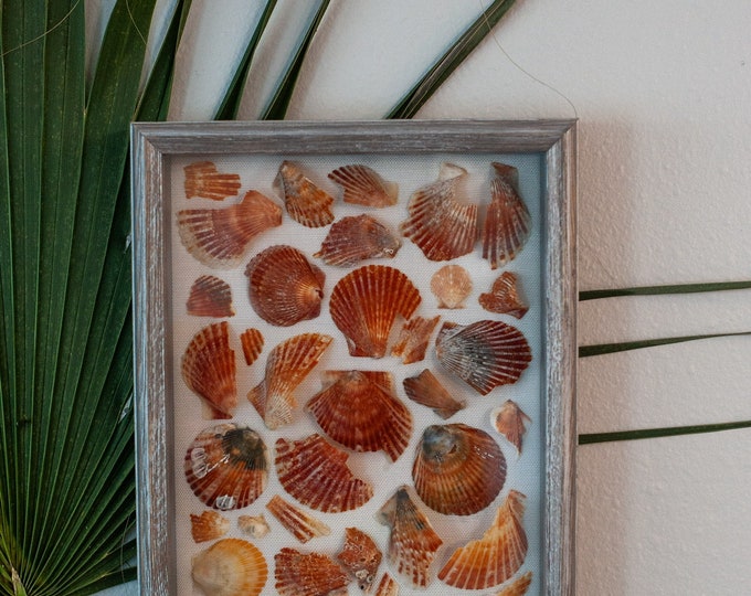 Scallop Shell Shadow Box - Wall Art - Etsy