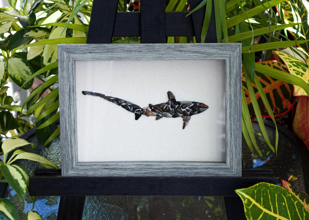 Thresher Shark Tooth Shadow Box - Etsy