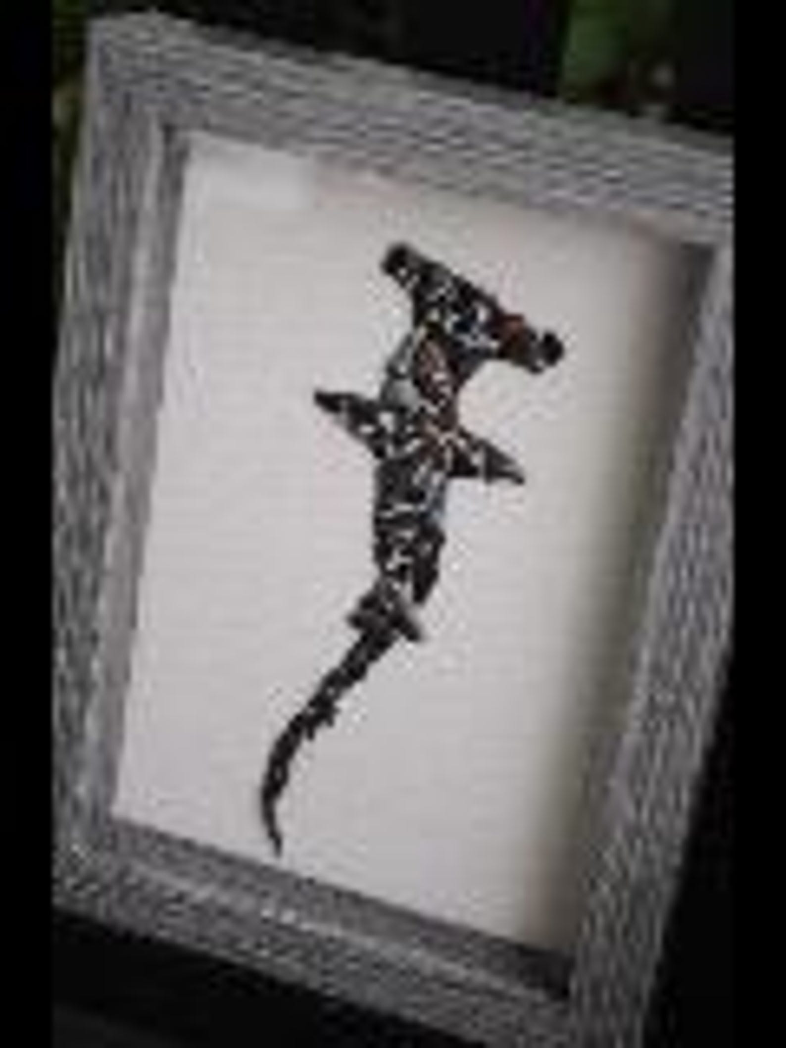 Hammerhead Shark Tooth Shadow Box - Etsy