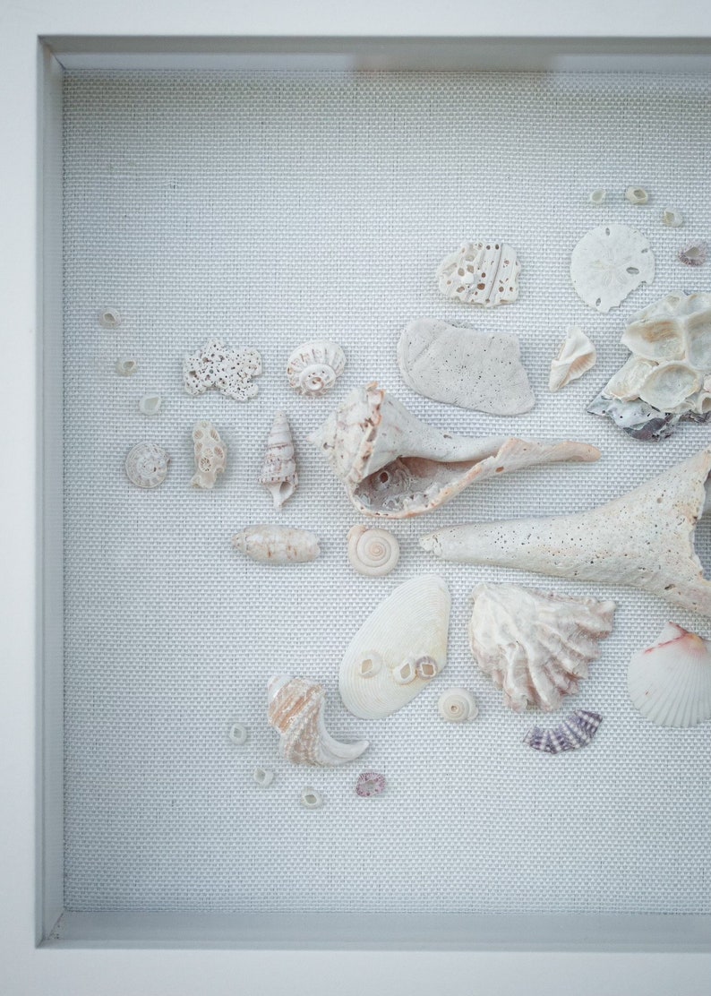Shell Shadow Box - Wall Art - Etsy