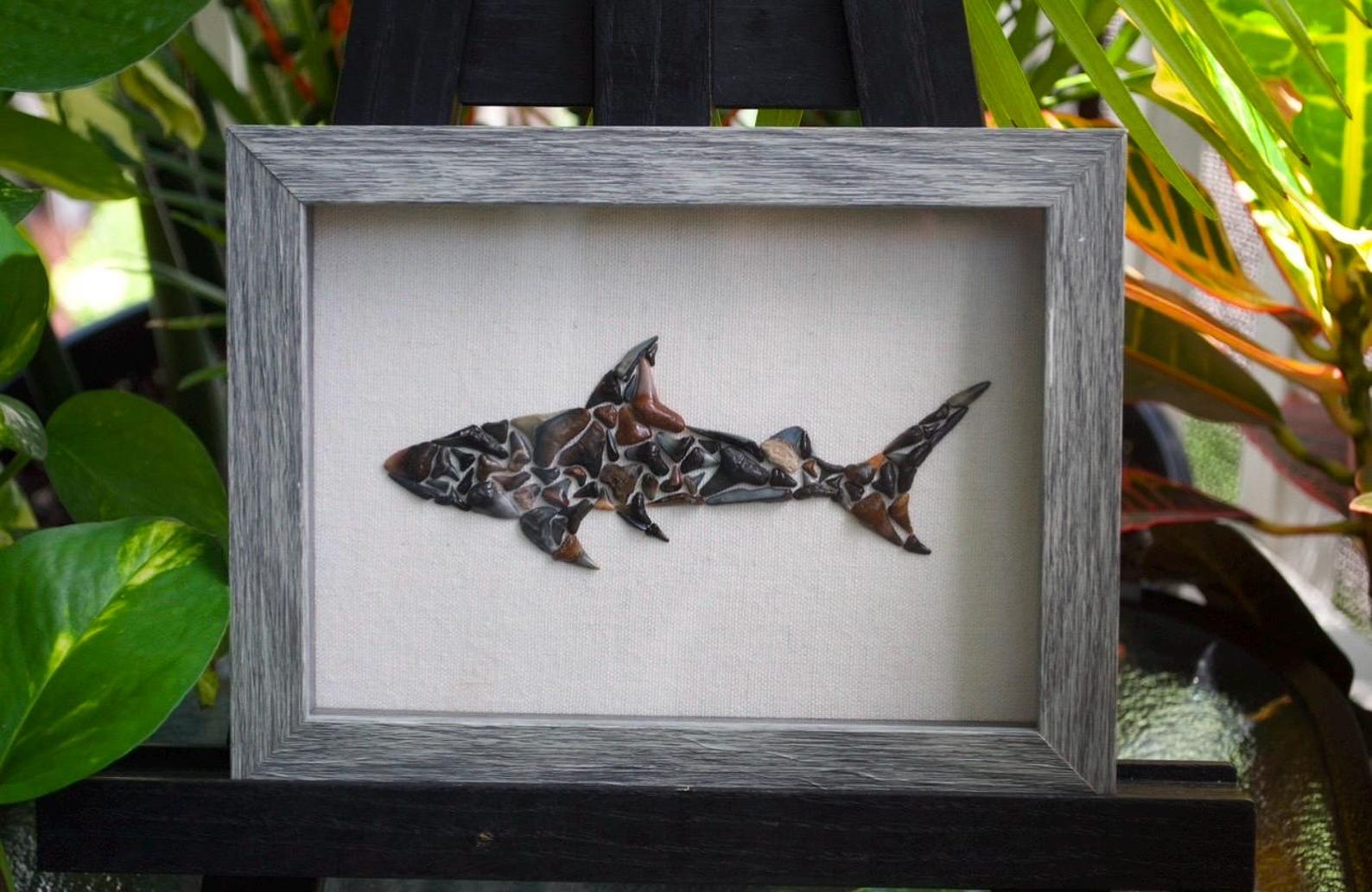 Great White Shark Tooth Shadow Box - Etsy