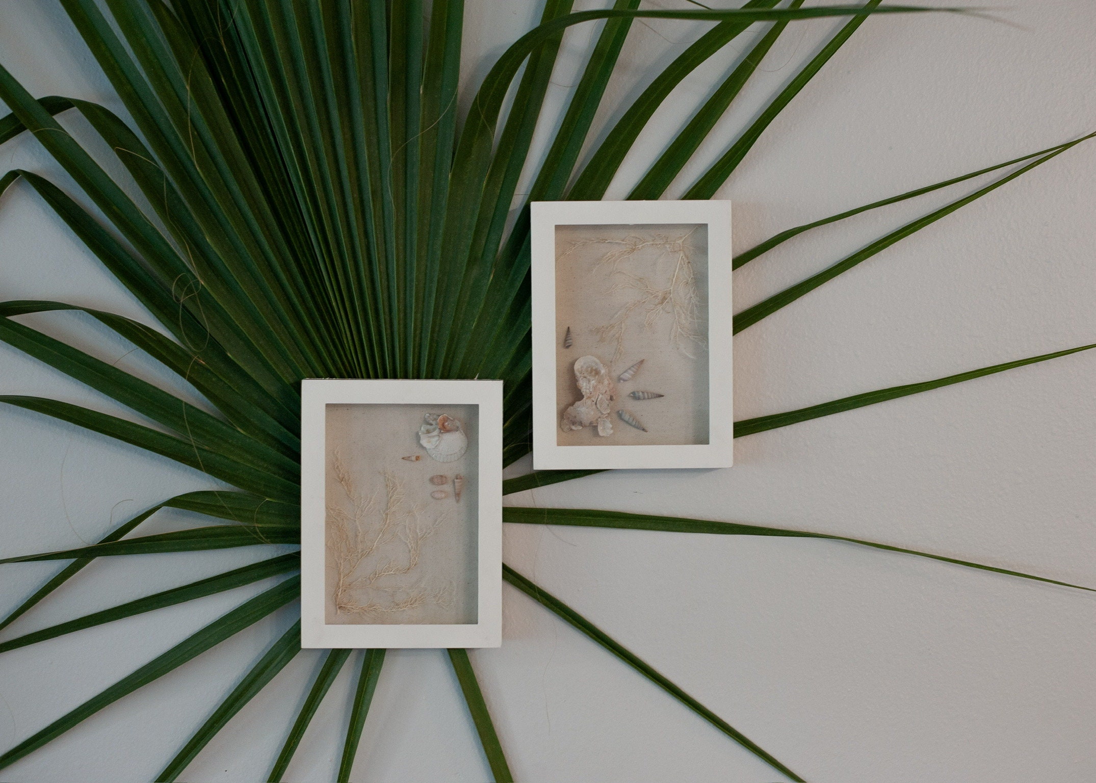 Shell Shadow Box Duo - Wall Art - Etsy