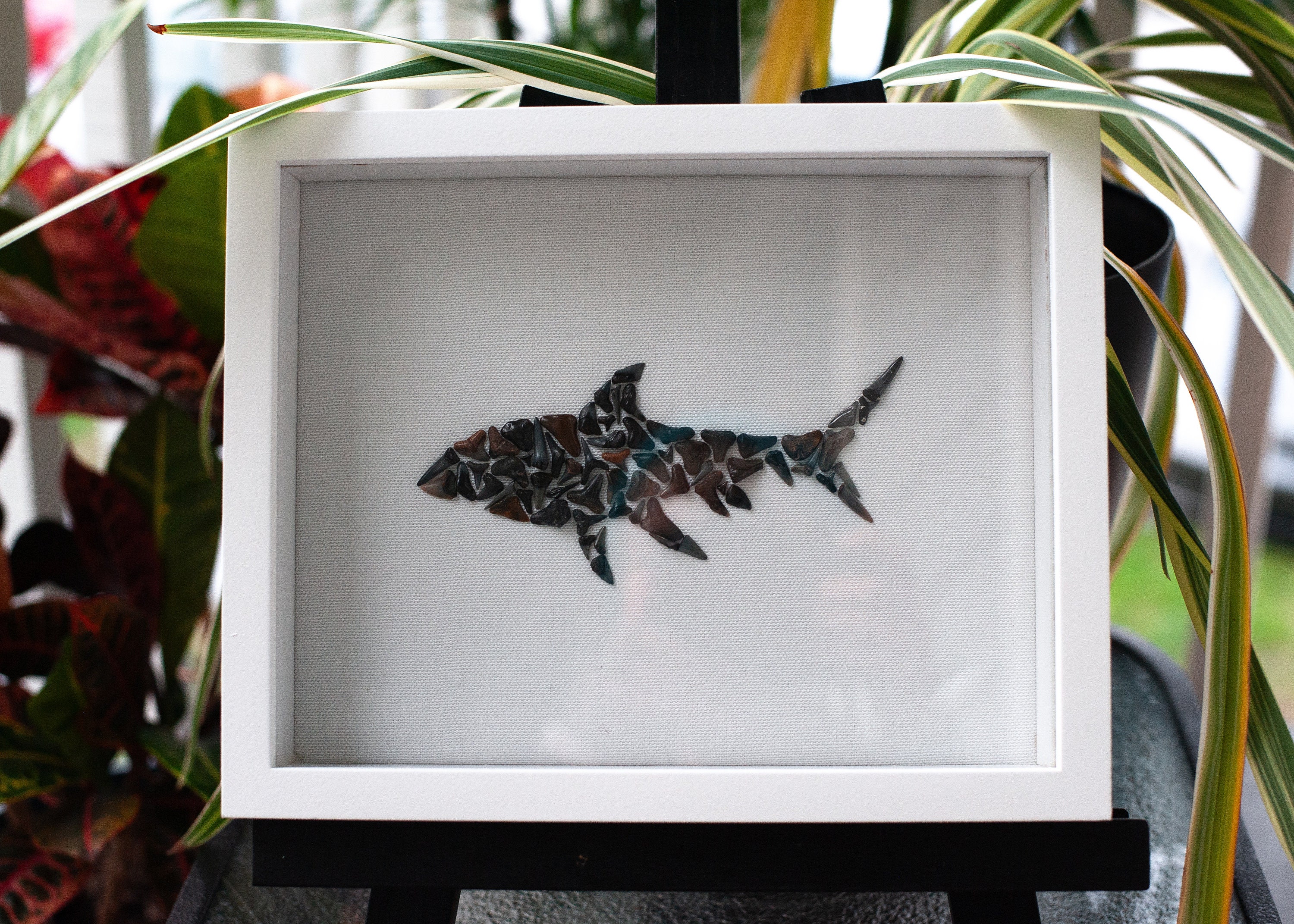 Shark Tooth Shadow Box Wall Art - Etsy
