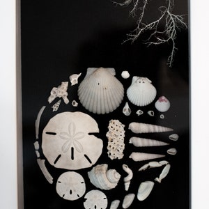 Shell Shadow Box Wall Art - Etsy