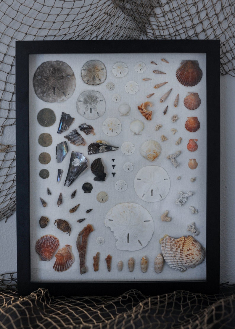 Shell Shadow Box - Wall Art - Etsy