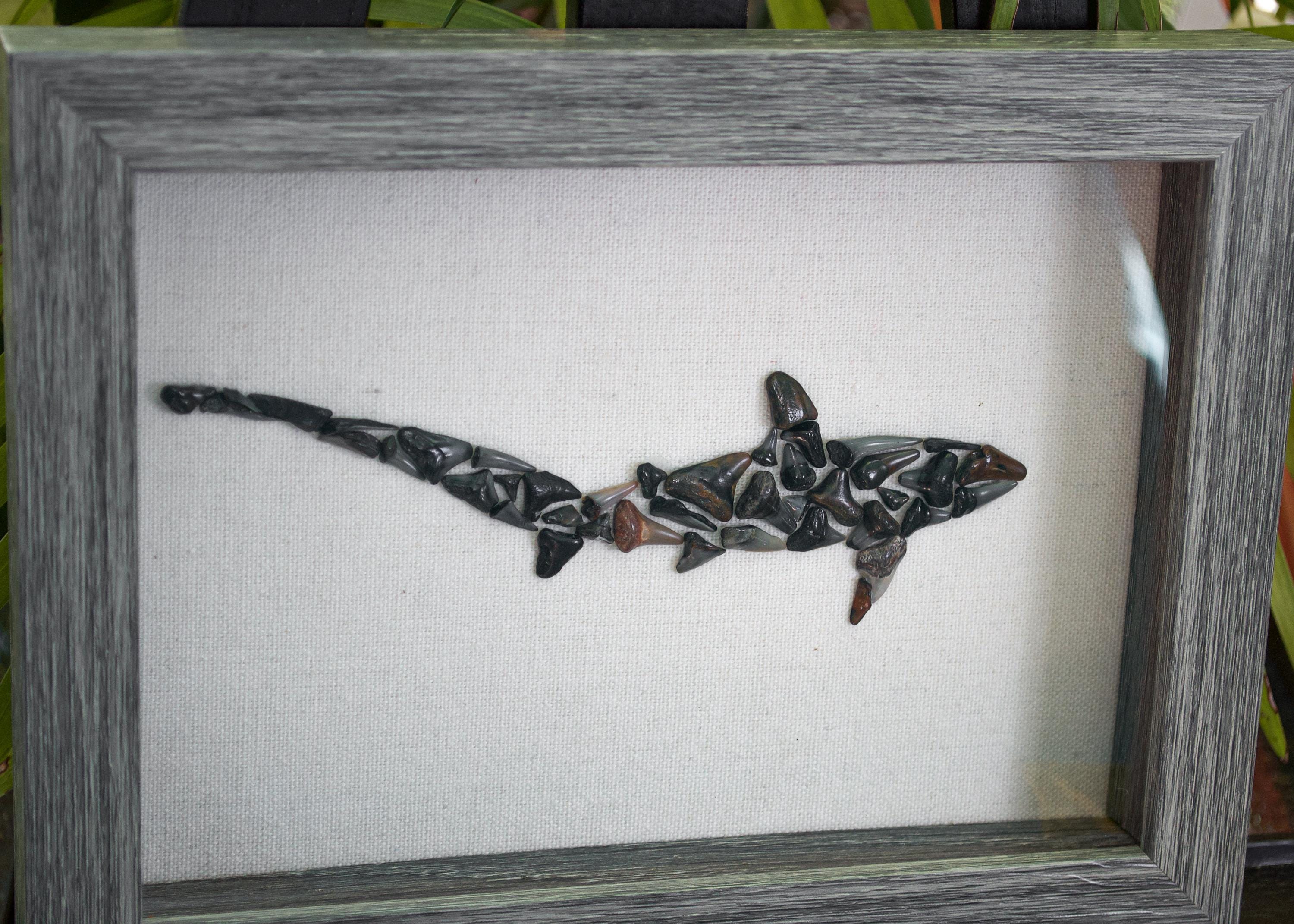 Thresher Shark Tooth Shadow Box - Etsy
