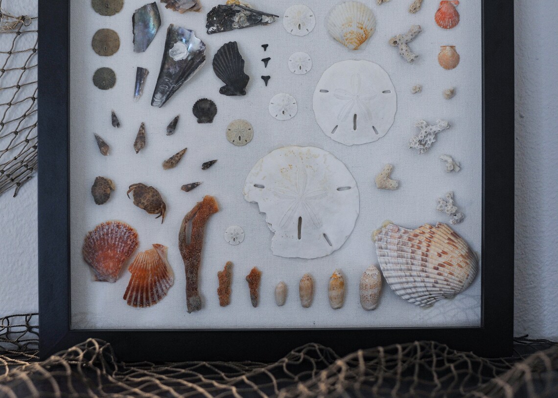 Shell Shadow Box - Wall Art - Etsy