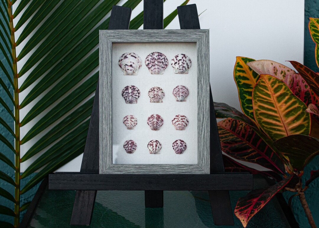 Shell Shadow Box - Wall Art - Etsy