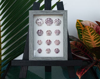 Shell Shadow Box Wall Art - Etsy