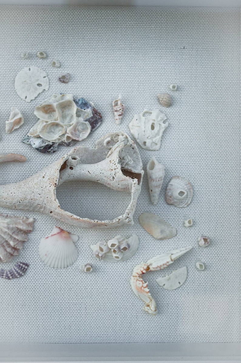 Shell Shadow Box - Wall Art - Etsy