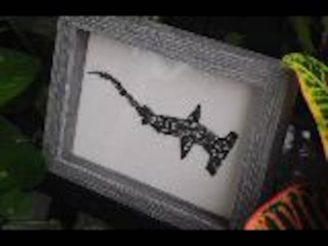 Hammerhead Shark Tooth Shadow Box - Etsy