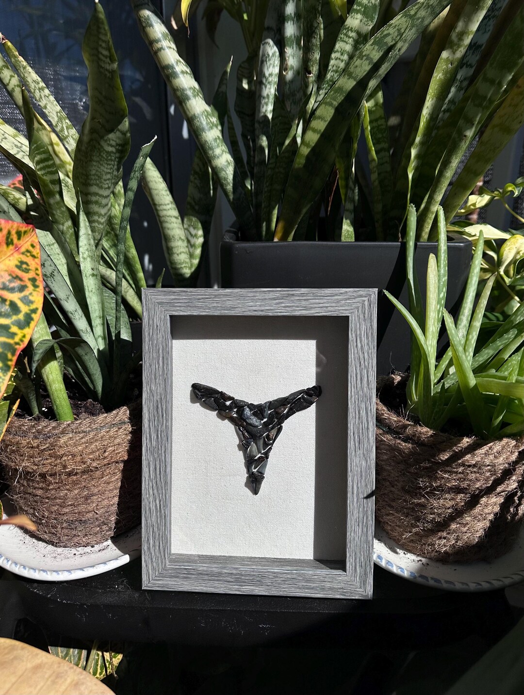 Lemon Shark Tooth Shadow Box - Etsy