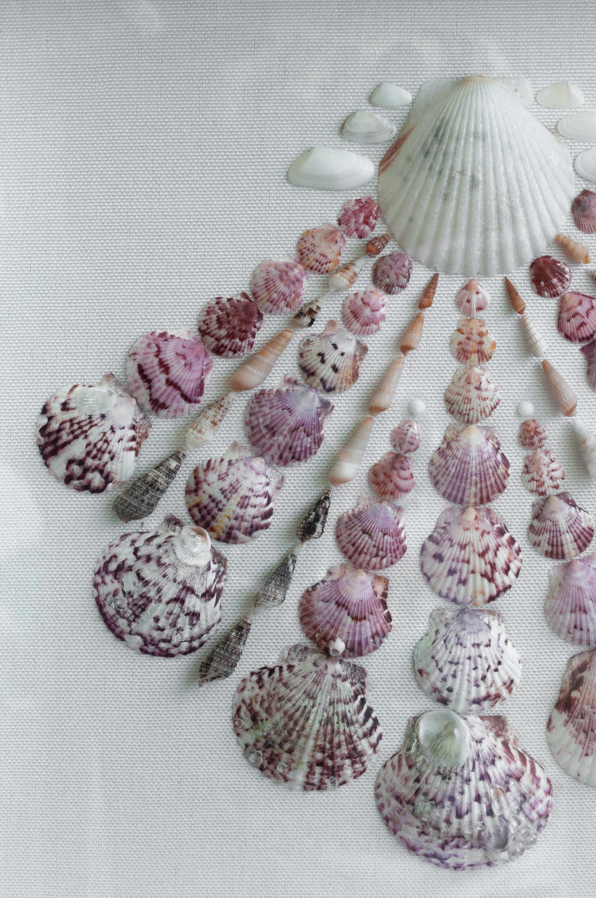 Shell Shadow Box - Wall Art - Etsy