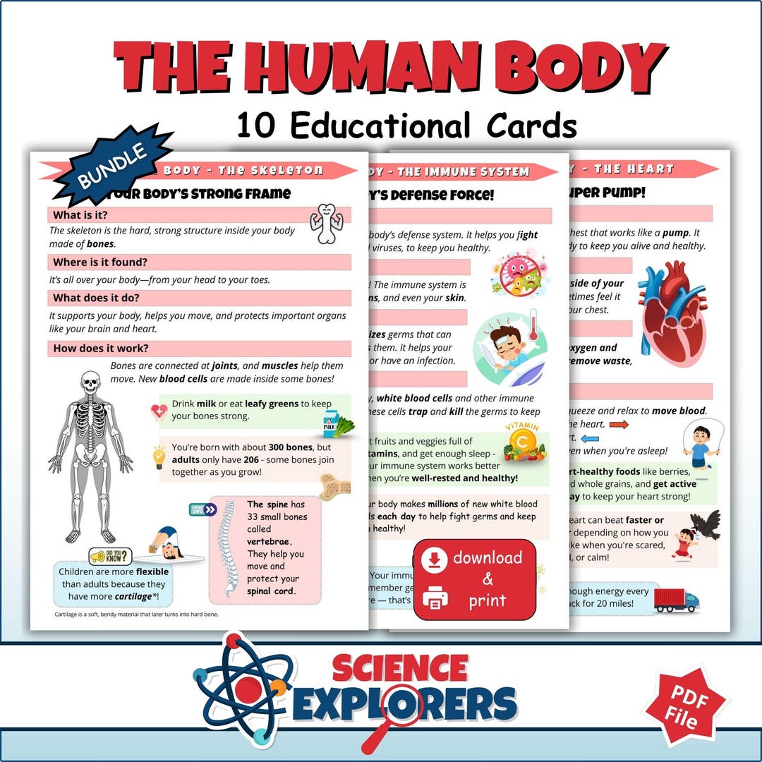 Human Body Flashcards Printable for Kids Ages 7-12 | 10 Anatomy Cards ...