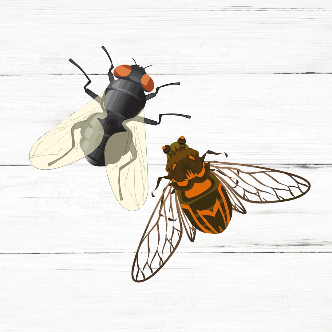 Insects SVG, Insects PNG, Insects Design Files, Insects Bundle, Insects ...