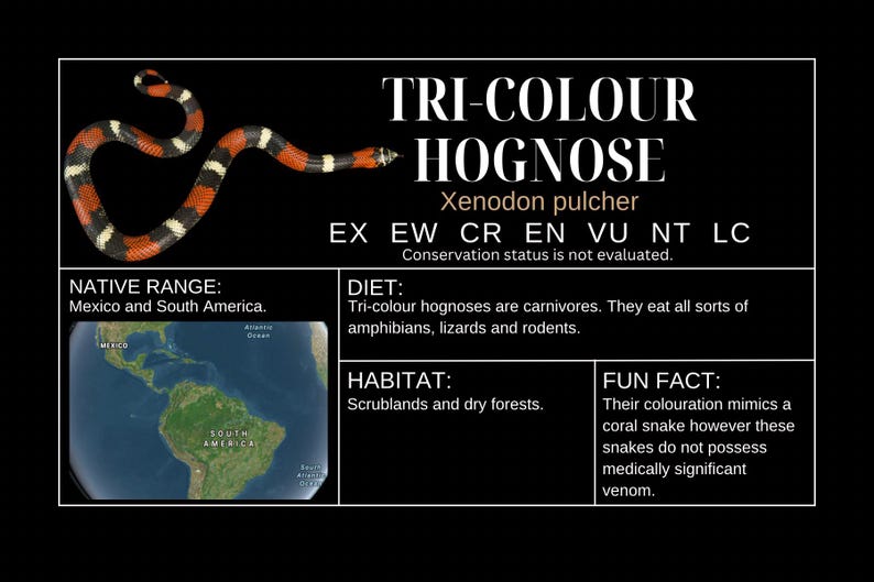 Tri-colour Hognose Sticker Label - Etsy