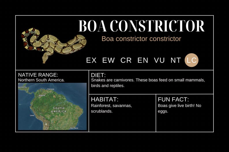 Boa Constrictor Sticker Label - Etsy
