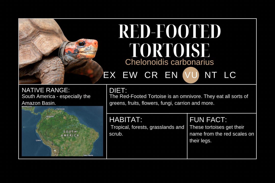 Red Footed Tortoise Sticker Label - Etsy