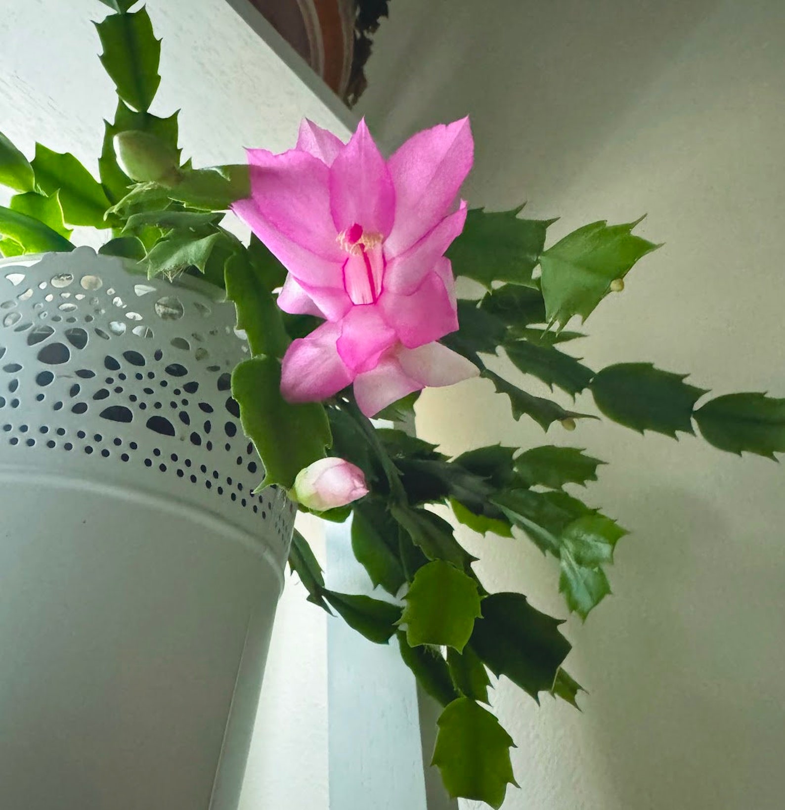 Thanksgiving Cactus Holiday Cactus Orchid, Fuchsia Pink, Prolific ...