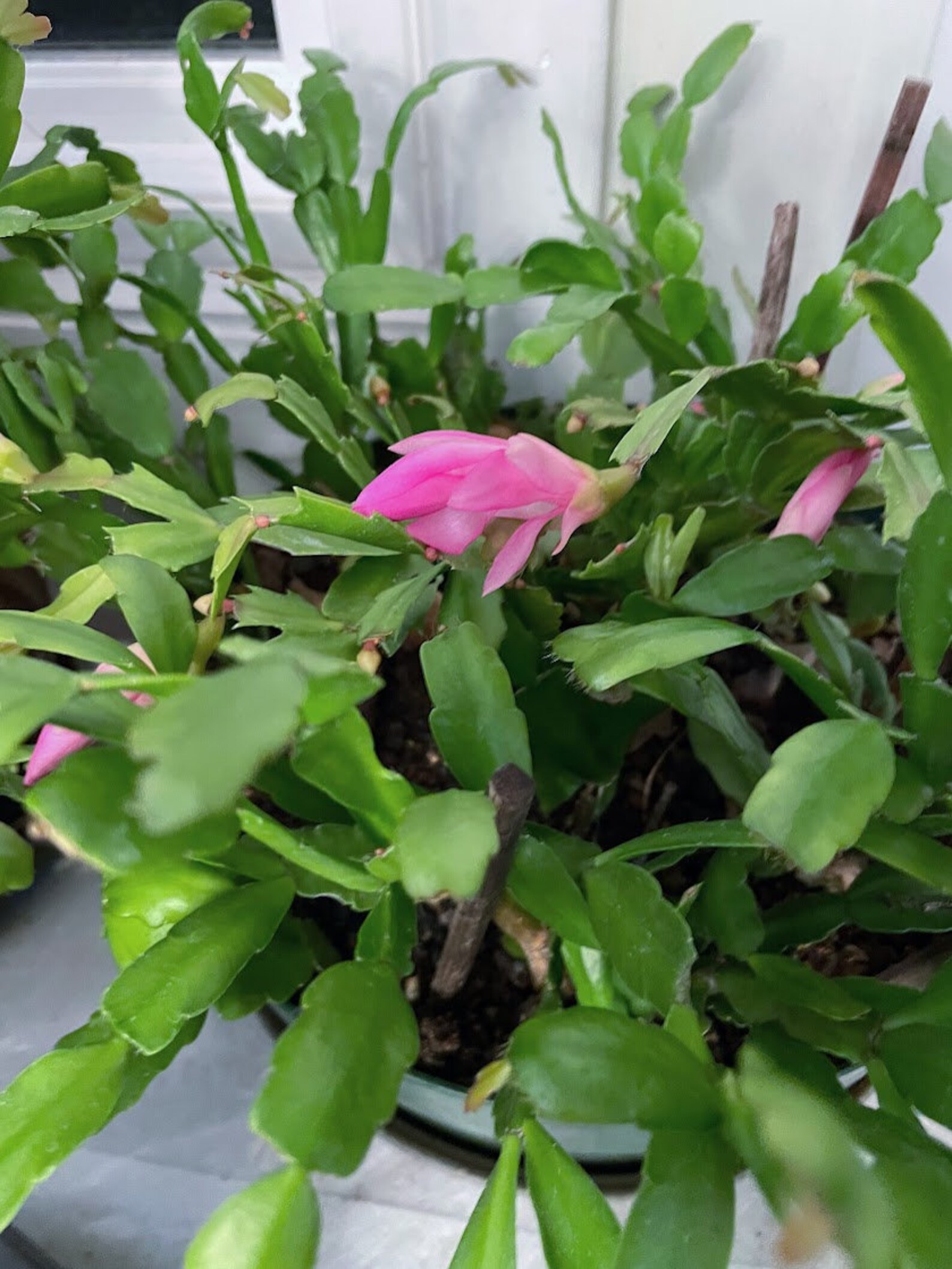 Thanksgiving Cactus Holiday Cactus Orchid, Fuchsia Pink, Prolific ...
