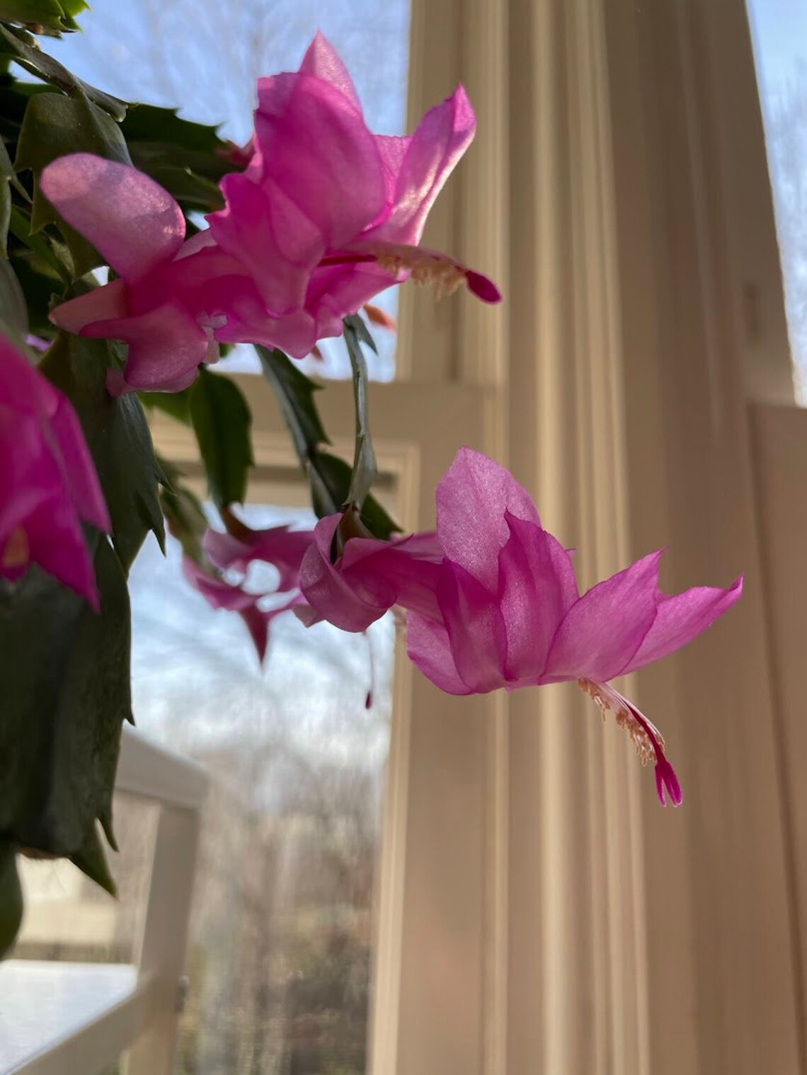 Thanksgiving Cactus Holiday Cactus Orchid, Fuchsia Pink, Prolific ...