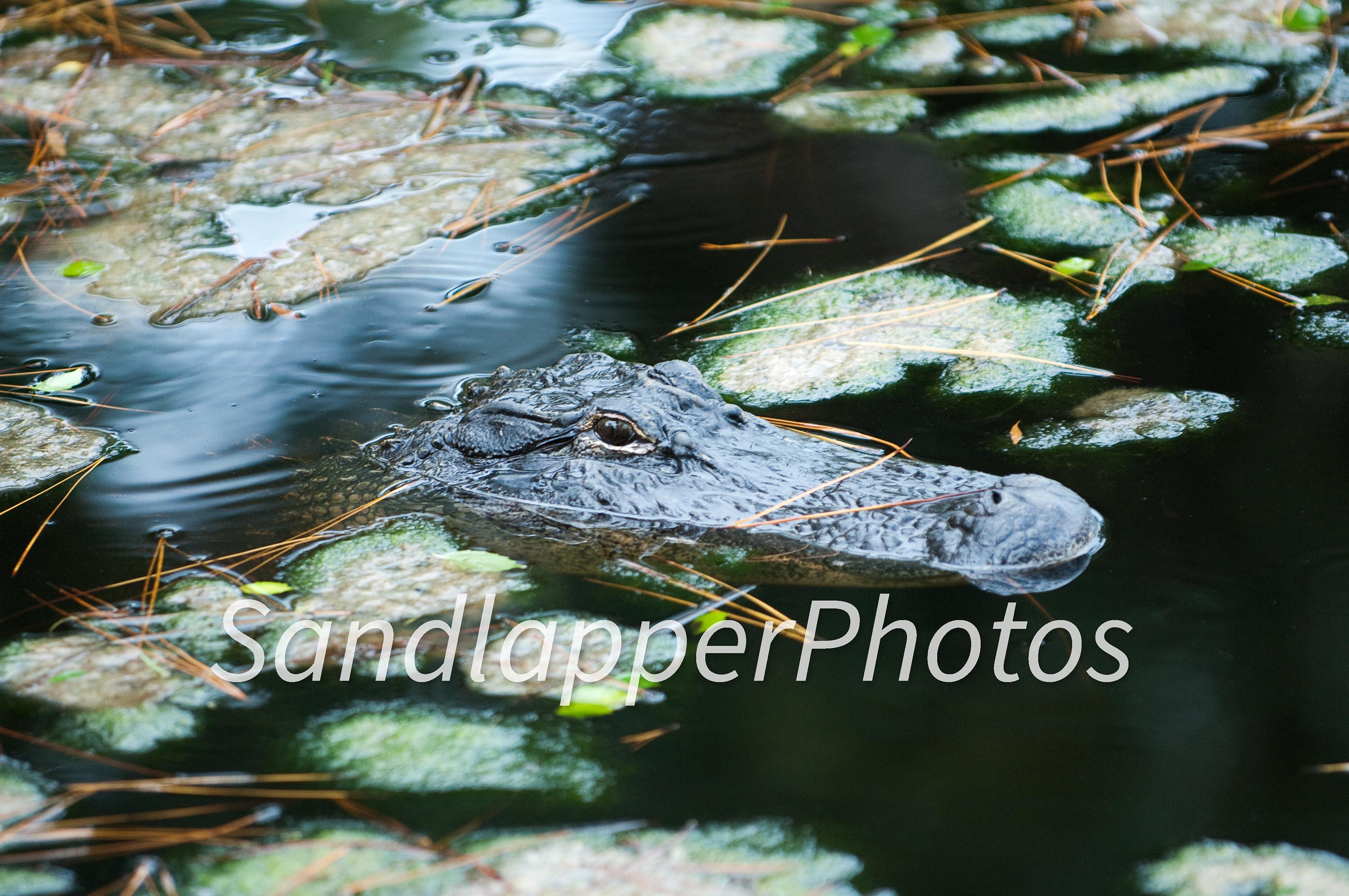 Lowcountry Gator - Etsy