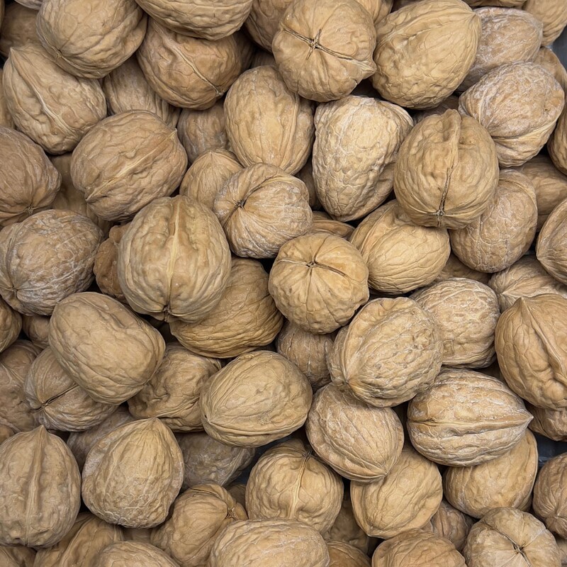 Black Walnut Shells - Etsy