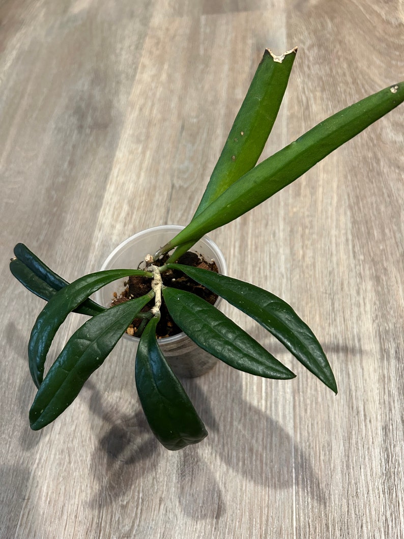 Rare Hoya Sulawesiana - Etsy