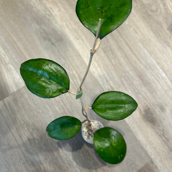 Hoya Joy Splash - Etsy