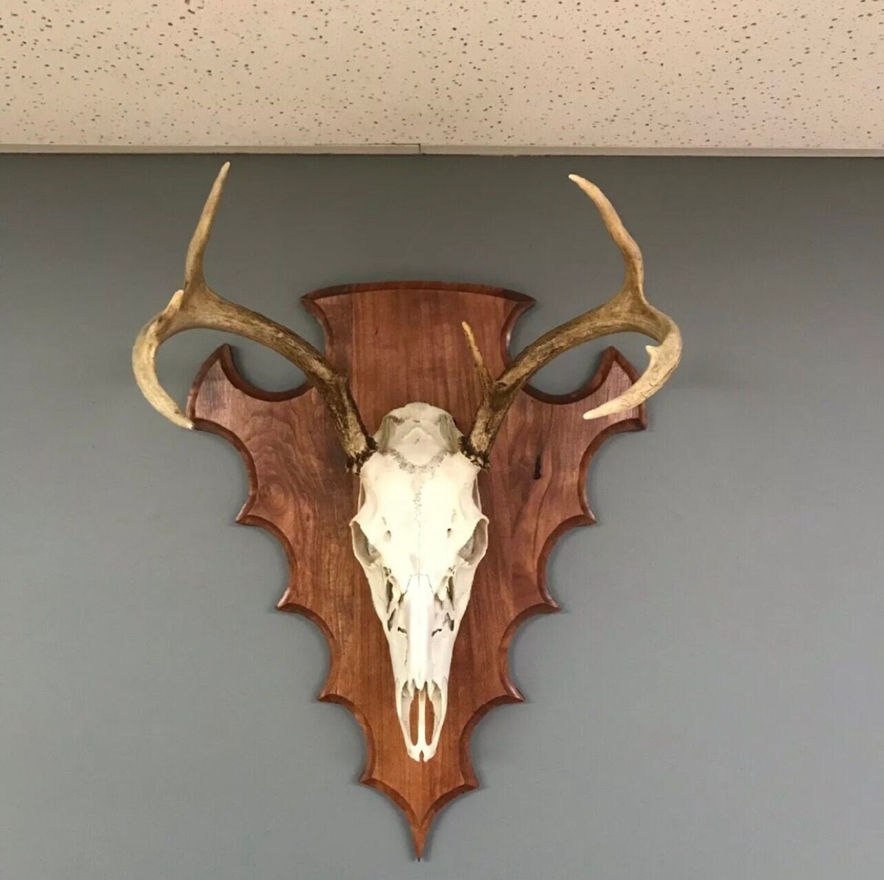 European Skull Mount Plaque Cherry/white Oak/walnut - Etsy