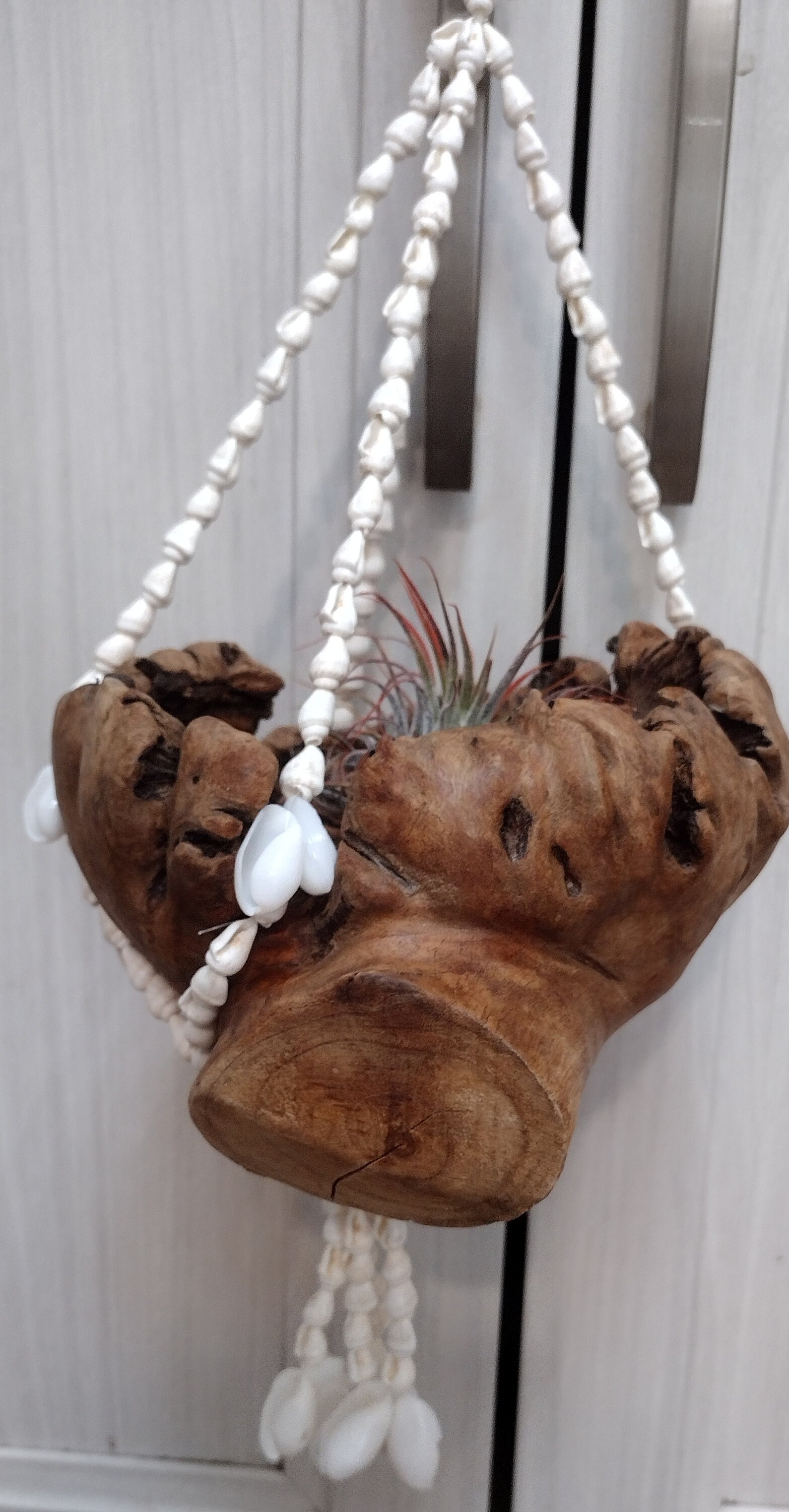 Beautiful Seashell Parasite Wood Plant Hanger Free Air Plant - Etsy