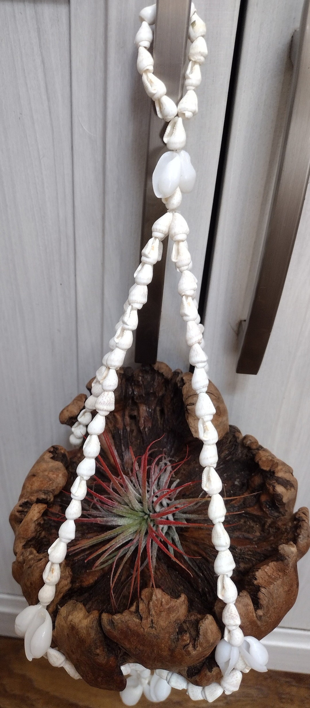Beautiful Seashell Parasite Wood Plant Hanger Free Air Plant - Etsy