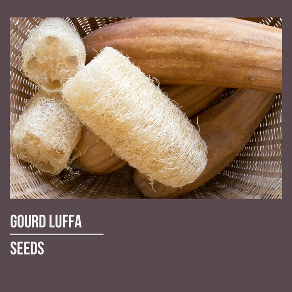 Luffa - Etsy